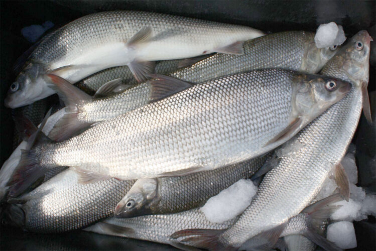 Whitefish use campaign seeks to lift fisheries | News, Sports, Jobs ...